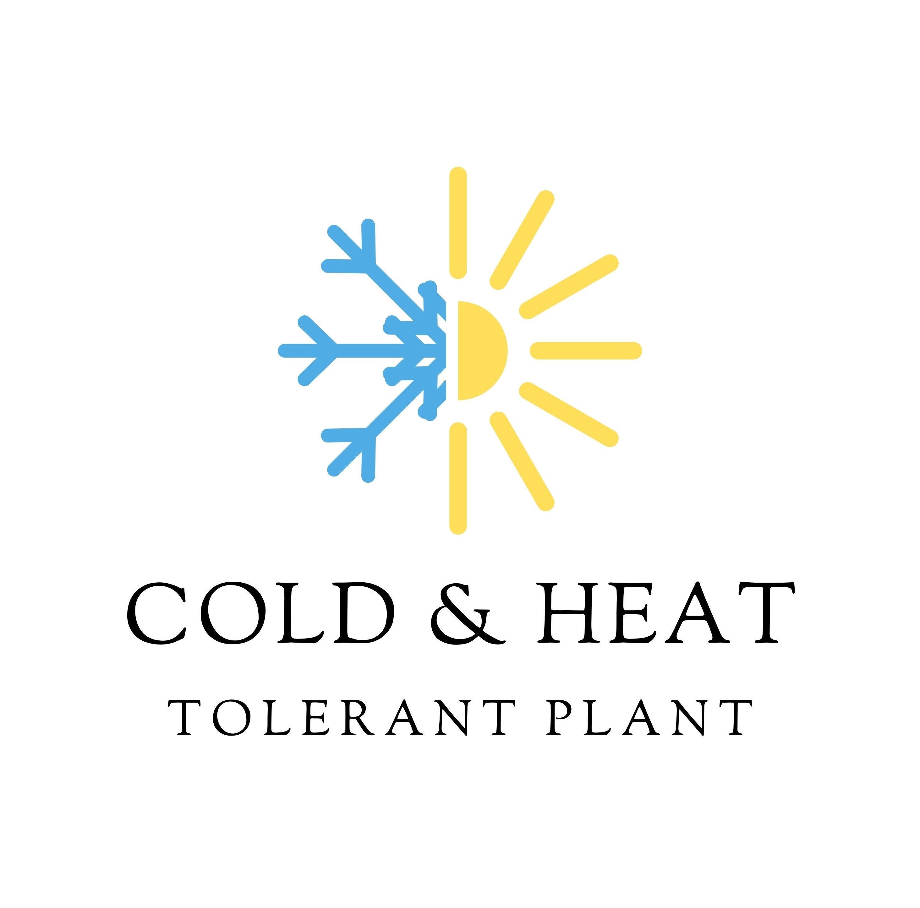 Banana Shrub | Michelia Figo - All Spice Shrub - Etsy