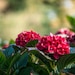 Cherry-go-round™ Reblooming Hydrangea | Red Hydrangea | Bloomin' Easy ...