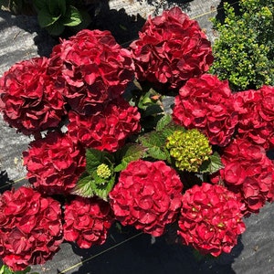 Cherry-go-round™ Red Reblooming Hydrangea | Bloomin' Easy® - Etsy