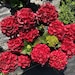 Cherry-go-round™ Reblooming Hydrangea | Red Hydrangea | Bloomin' Easy ...