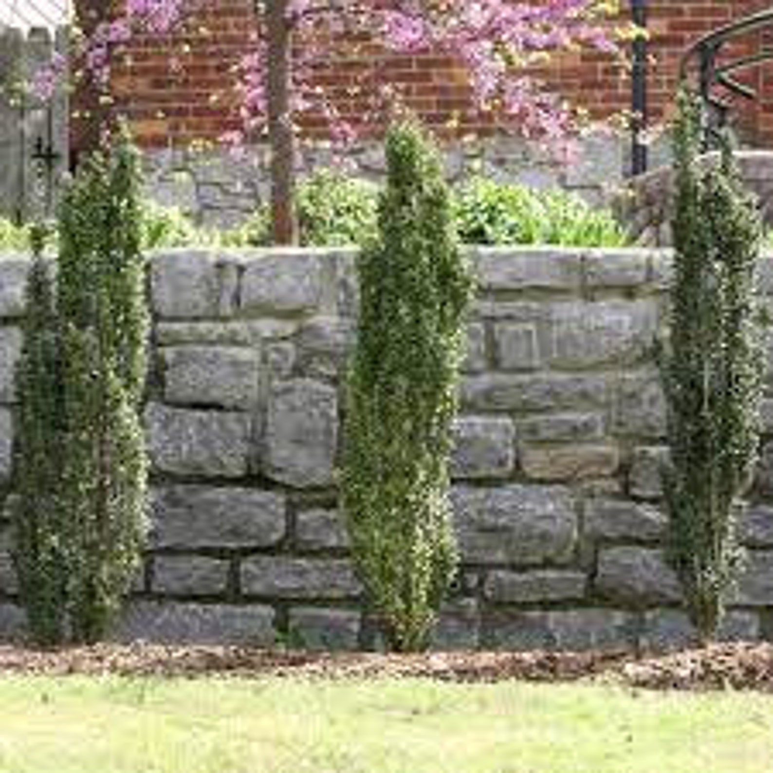 Sky Pencil Holly | Ilex Crenata | Columnar Evergreen Shrub - Etsy