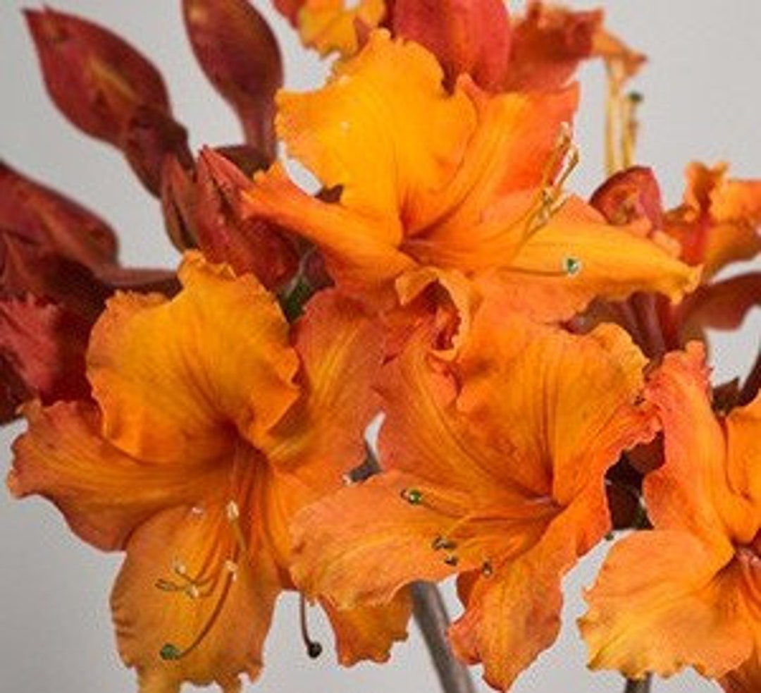 Solar Glow Sunbow Native Azalea | Rhododendron 'qbackb' PPAF | Sought ...