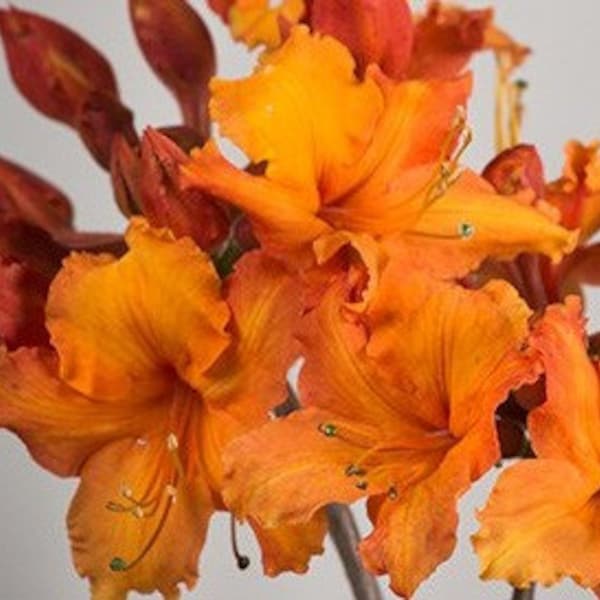 Rhododendron Live Plant - Etsy