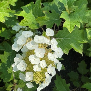 Toy Soldier ™ Oakleaf Hydrangea | New Plant Introduction | Blooming ...