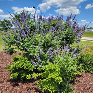 Chaste Tree Vitex Angus Castus 'shoal Creek' QT 1 - Etsy