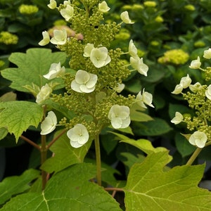 Toy Soldier ™ Oakleaf Hydrangea | New Plant Introduction | Blooming ...
