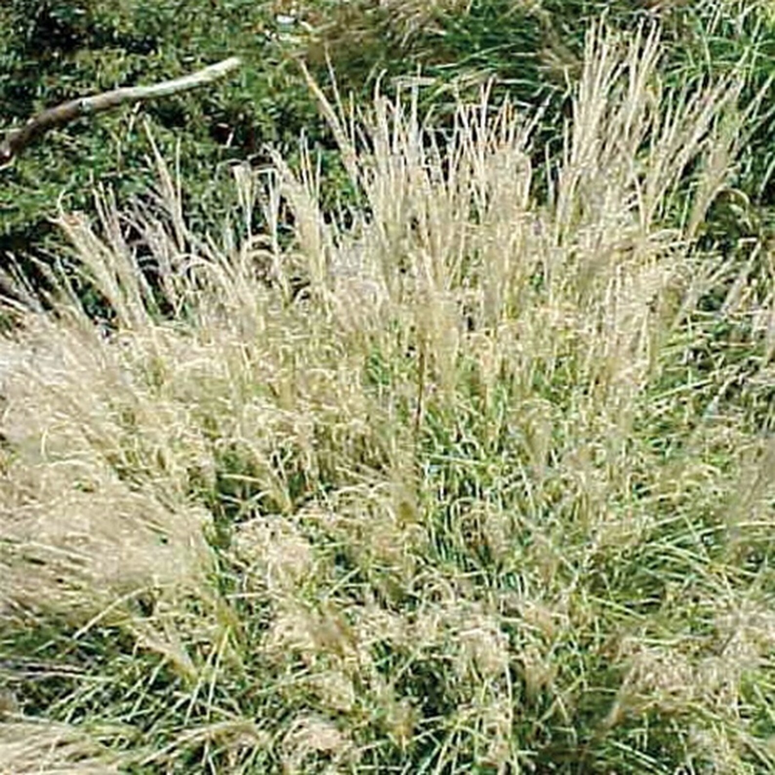 Little Kitten Dwarf Maiden Grass | Miscanthus Sinensis 'little Kitten ...