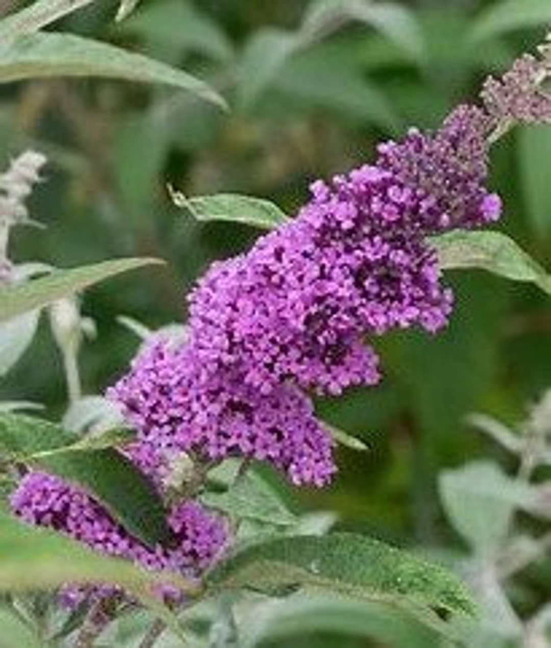 Buzz® Lavender Butterfly Bush | Buzz Buddleia Collection | Quart ...