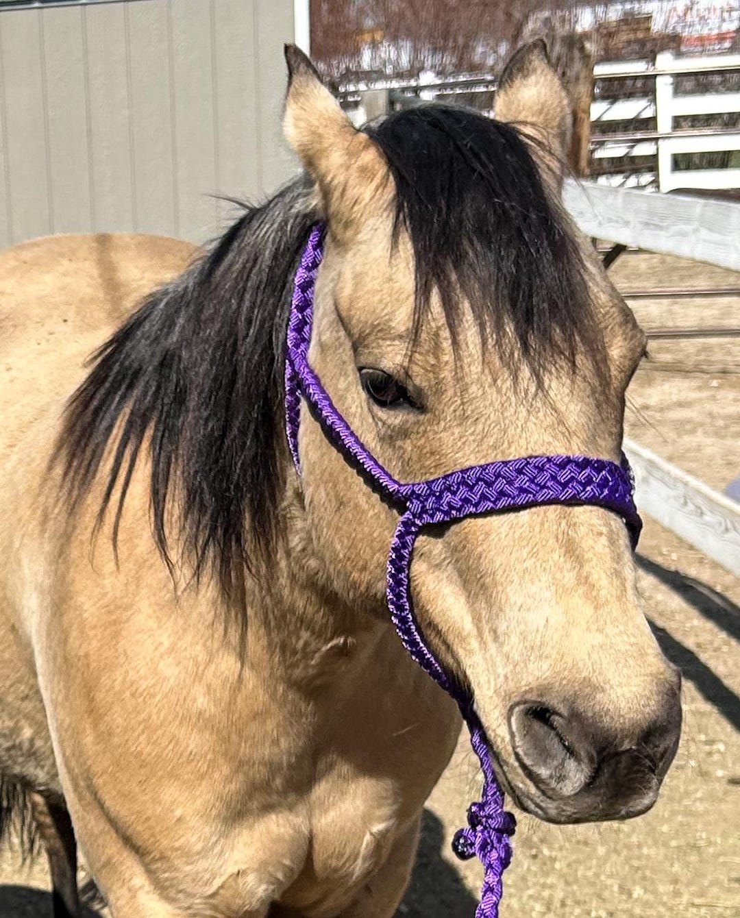 S/P Braided Mule Tape Halters, Horse Halters, Halters & Lead Ropes ...