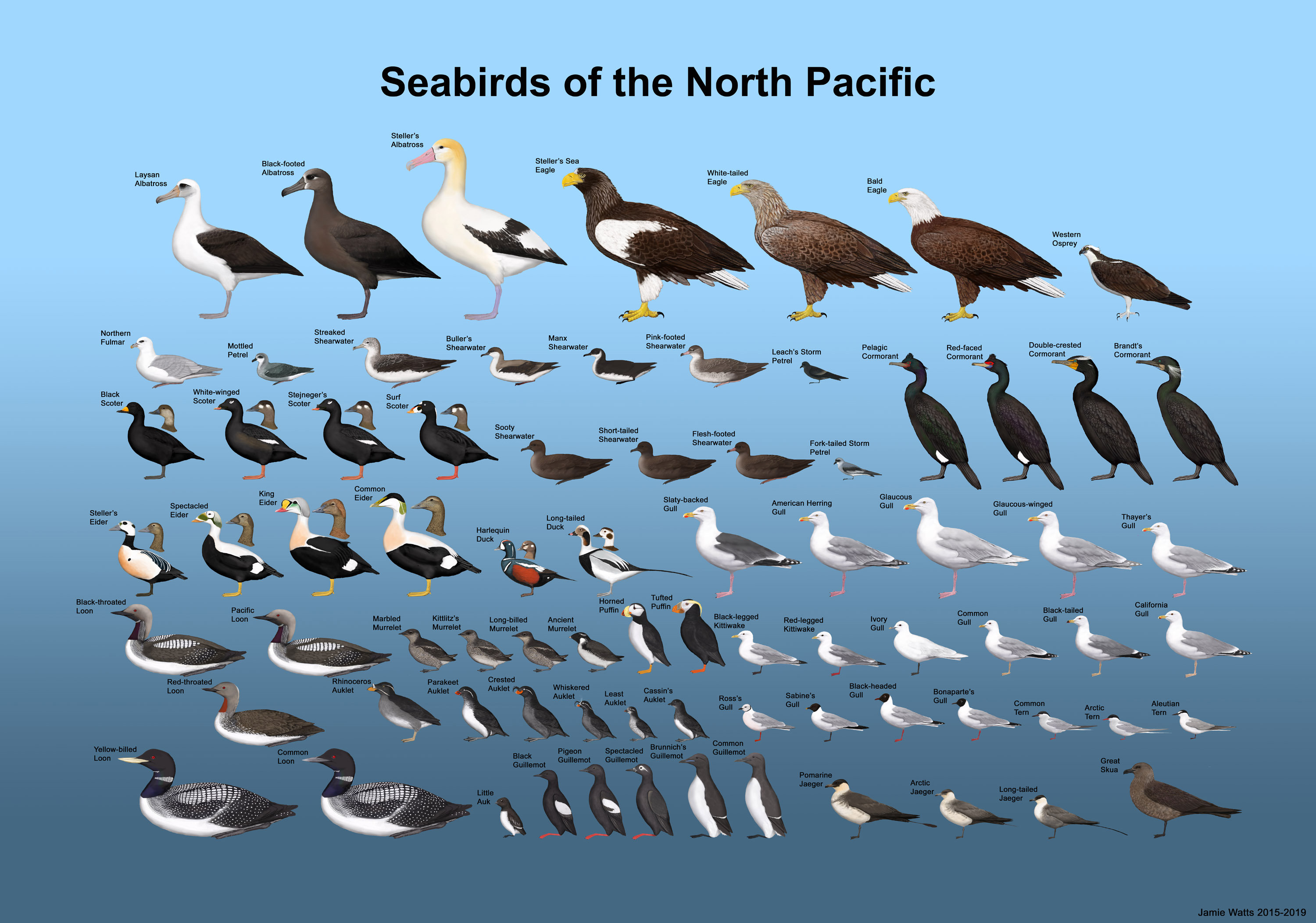 Seabirds of the North Pacific Poster - Etsy UK