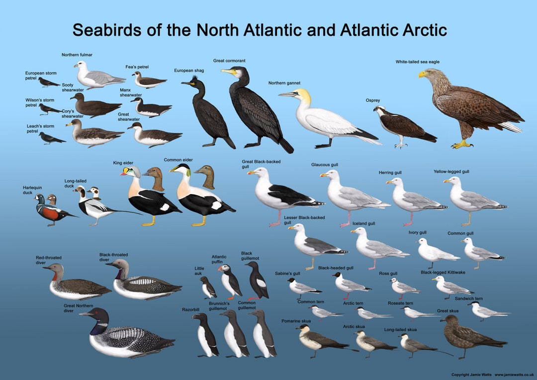 Seabirds of the North Atlantic and Atlantic Arctic - Etsy