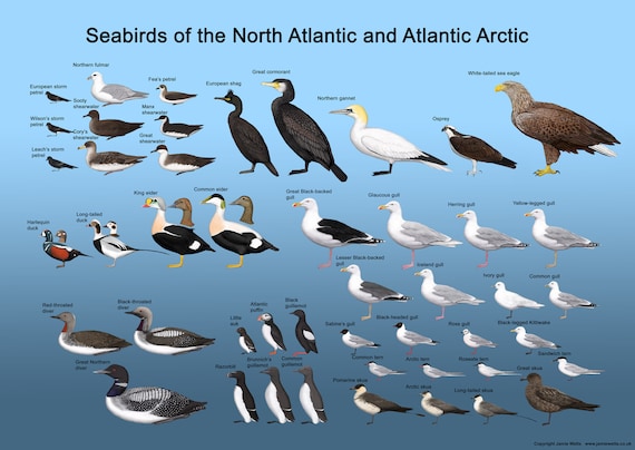 Seabirds of the North Atlantic and Atlantic Arctic | Etsy