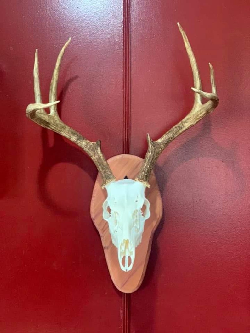 European Mount- Hanger- Bracket- Euro- Deer- Skull- Easy Mount- Euro ...