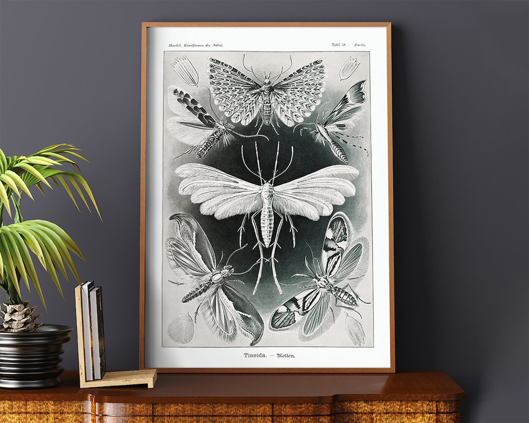 Tineidae Moths by Ernst Haeckel #461 Retro Poster, Black, White, Retro ...