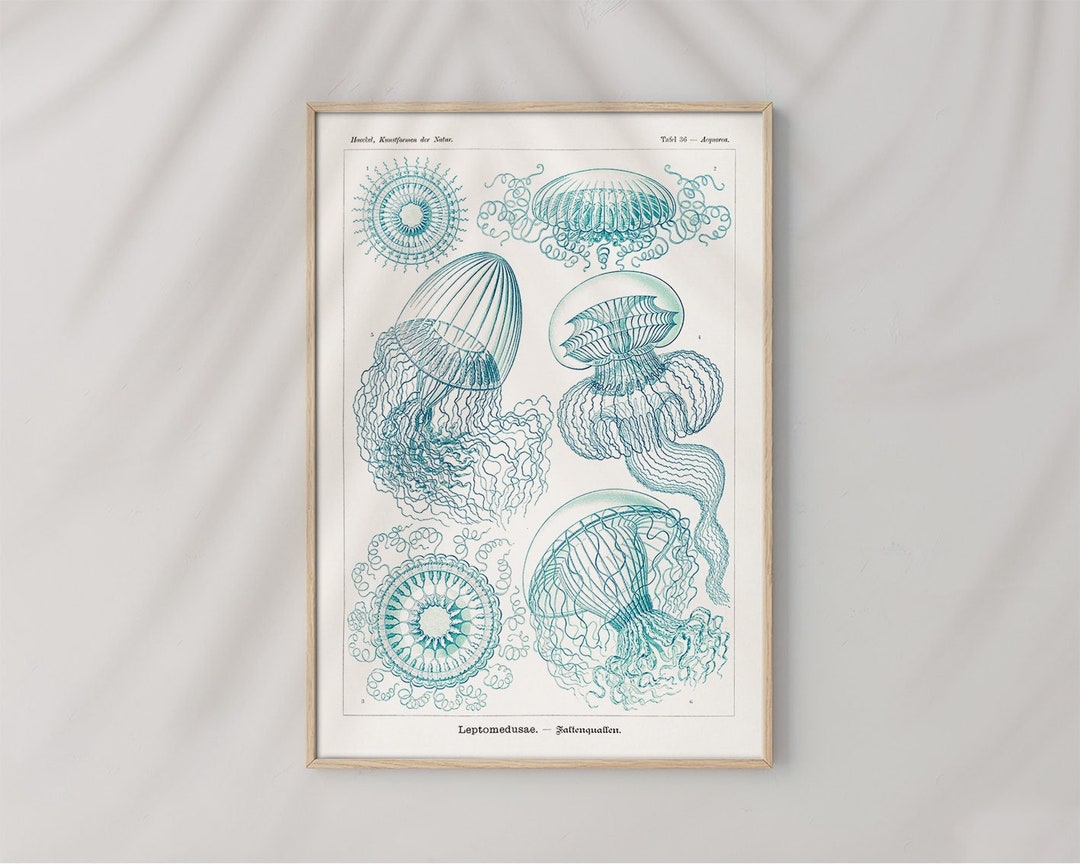 Leptomedusae Wrinkled Jellyfish Ernst Haeckel #483 Retro Poster, Blue ...