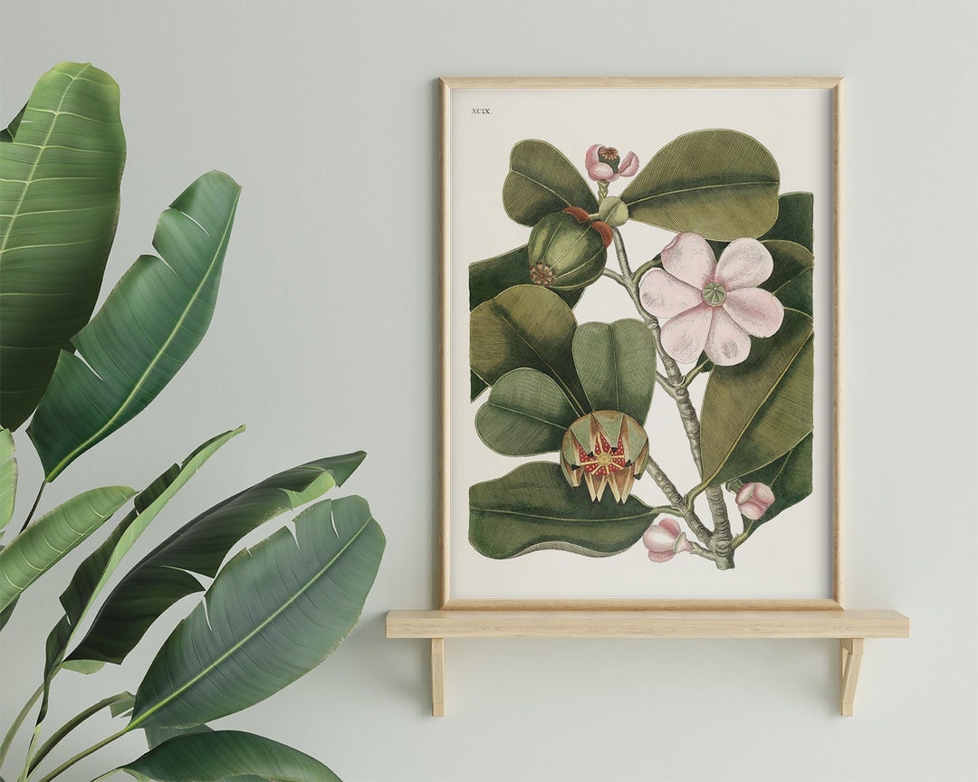 Balsam Tree the Natural History Art by Mark Catesby #336 Retro Poster ...