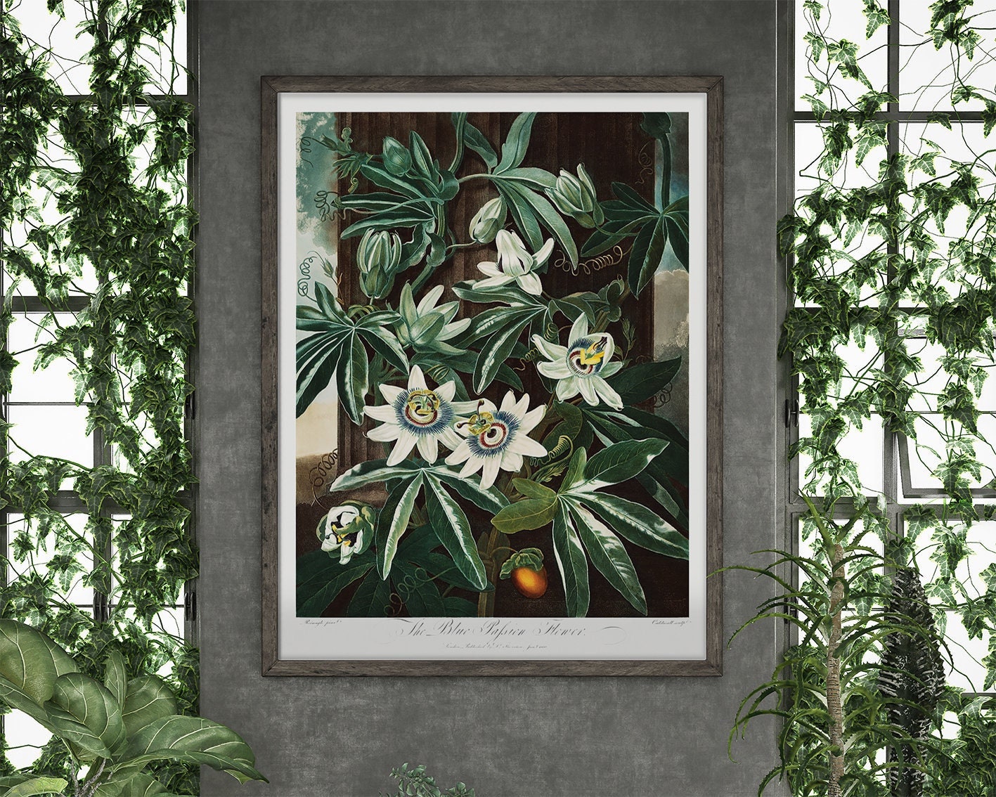 The Passiflora Cerulea by Robert John Thornton #358 Retro Poster, Green ...