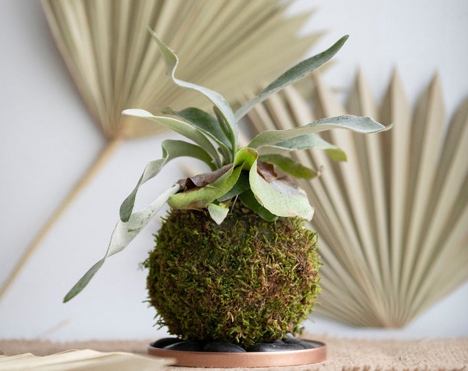 Staghorn Fern Kokedama Moss Ball - Etsy