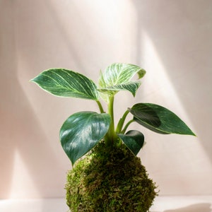 Kokedama Display Dish - Etsy