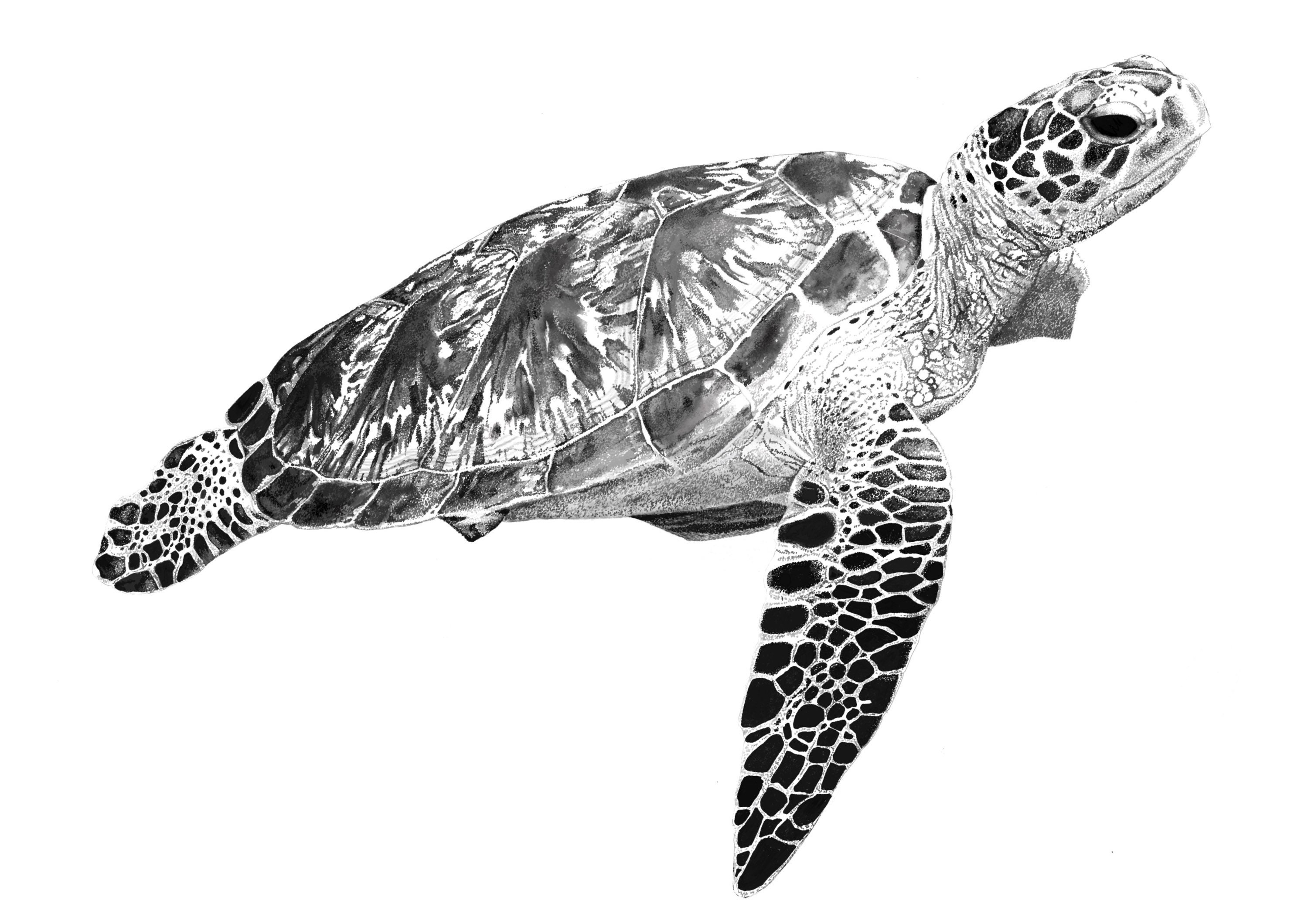 How To Draw A Realistic Turtle