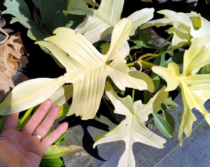 Florida Ghost Rare Plant Albo Leaves Variegated Rare Philodendron in 3 ...
