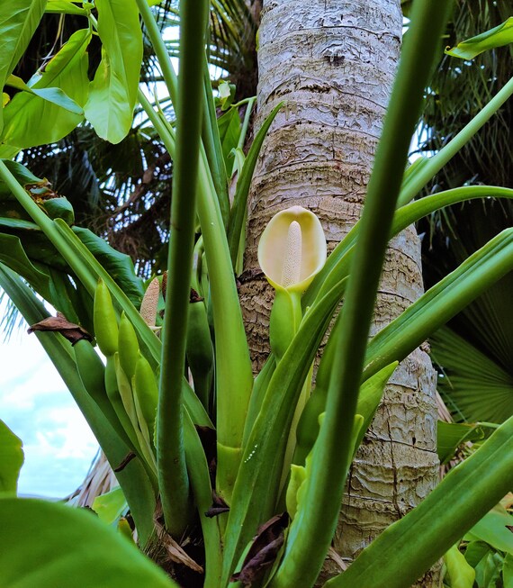 Rare Syngonium GIANT Rare Aroid Arrowhead Vine Flowering - Etsy