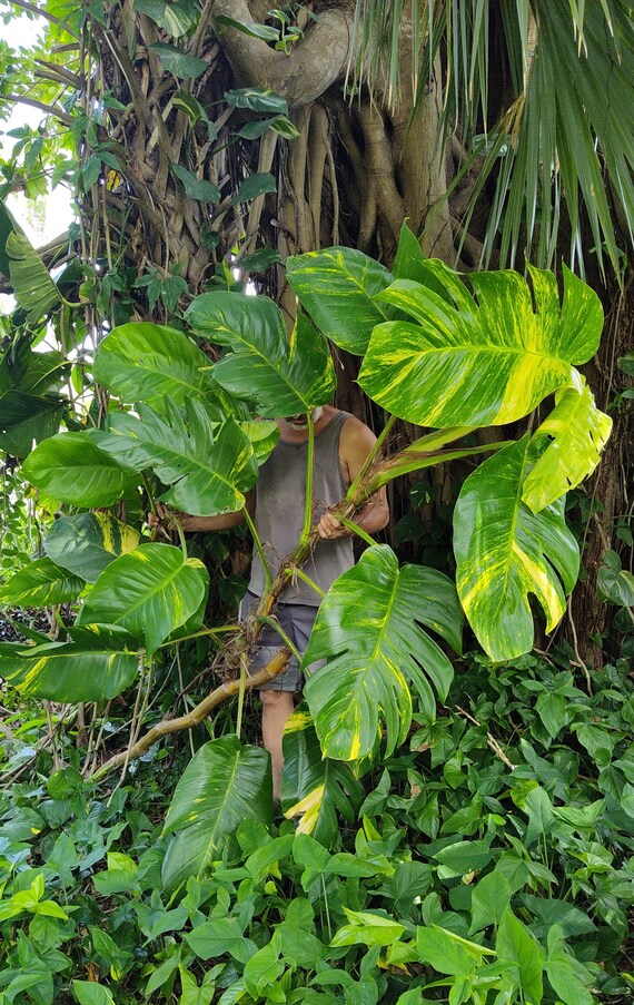 Golden Pothos Flower