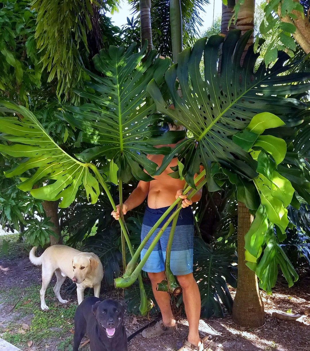 Monstera Deliciosa Cutting – RARE FRUIT Bearing GIANT Mature Plant ...