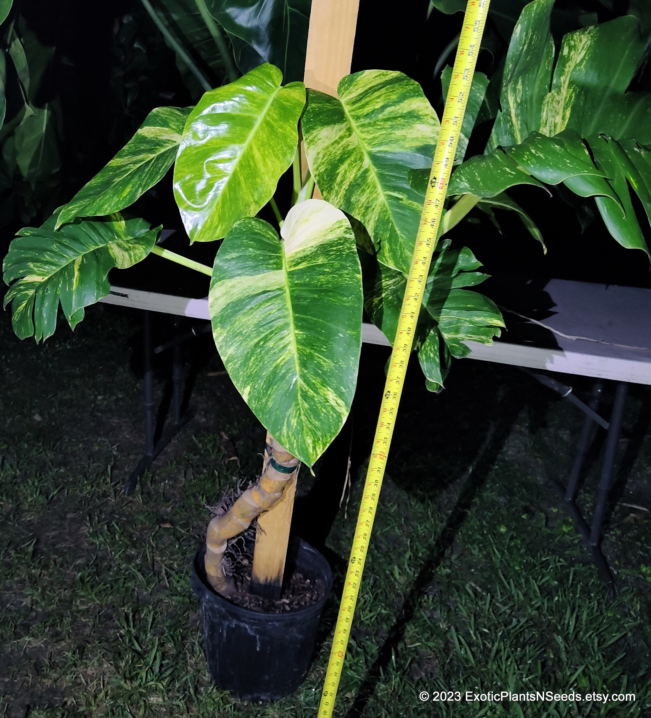 Rare Giant Hawaiian Variegated Fenestrated Golden Pothos RARE GIANT