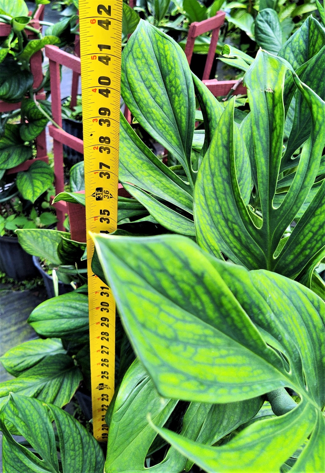 Monstera Peru Monstera Pinnatipartita GIANT Huge RARE Plant Exotic ...