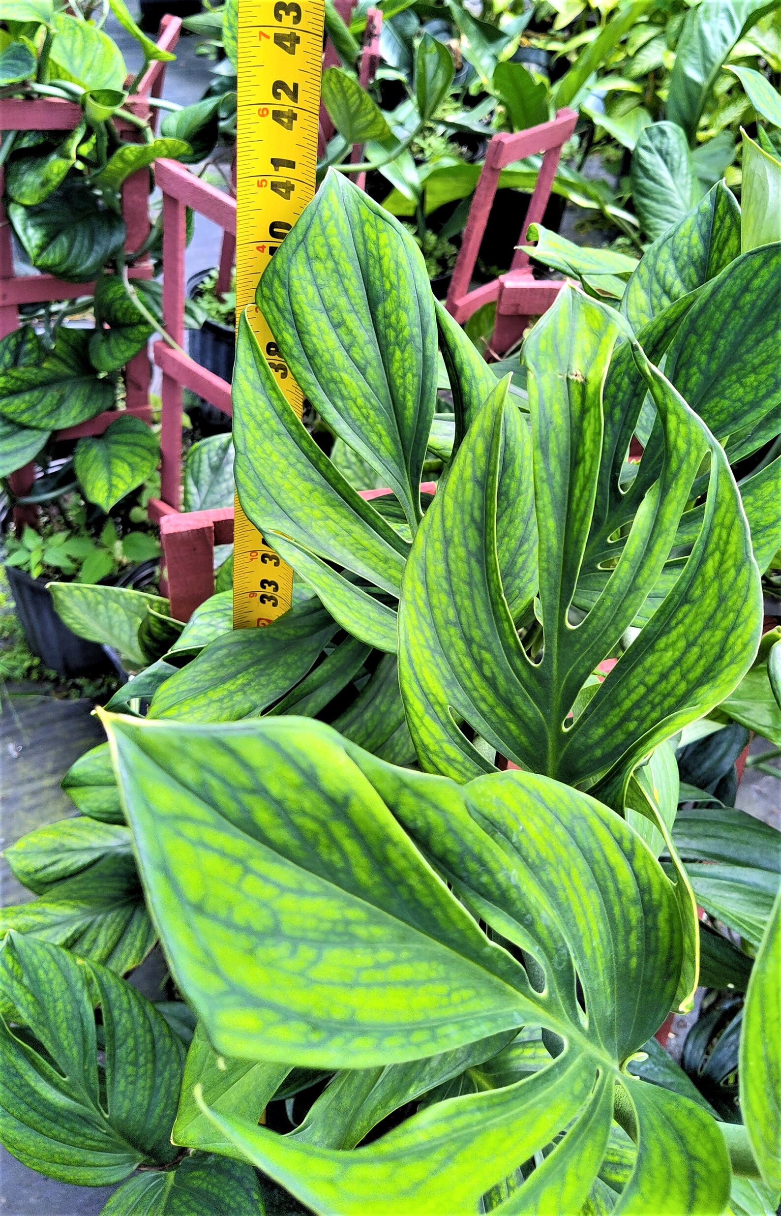 Monstera Peru Monstera Pinnatipartita GIANT Huge RARE Plant - Etsy