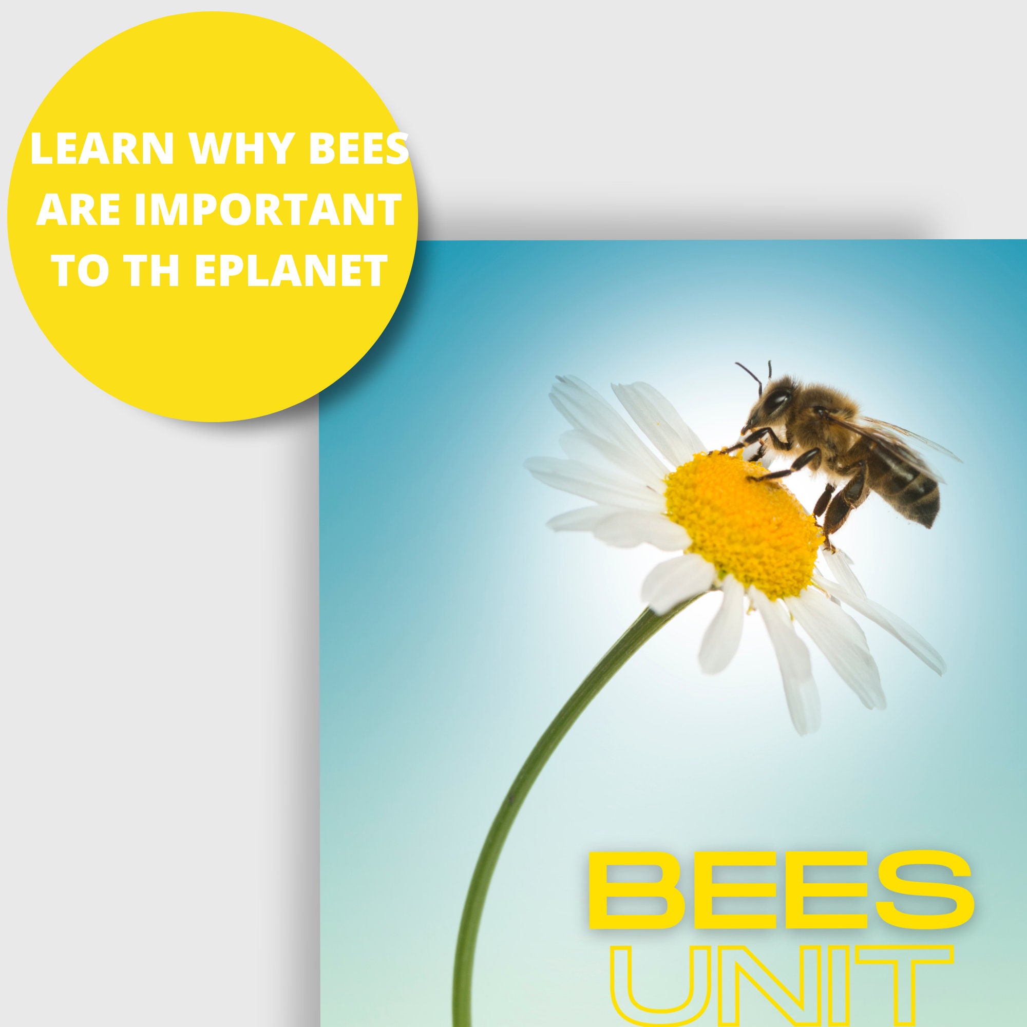 Bees Unit Study, Homeschool Unit Study, K-2 Homeschool, Bee Lapbook - Etsy