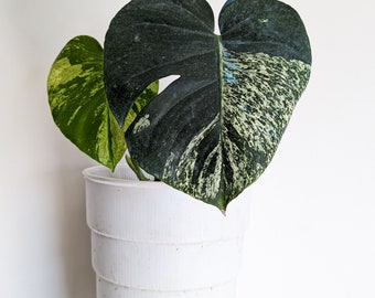 Monstera Deliciosa Large Form | Etsy