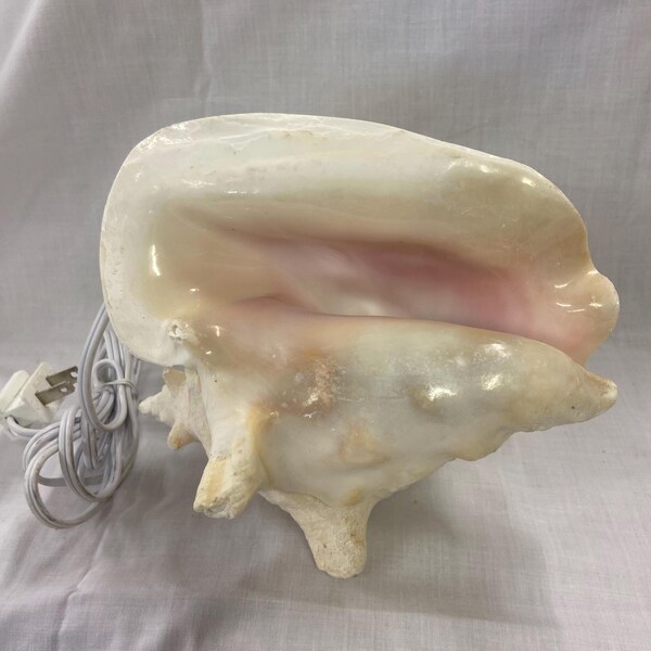 Conch Shell Lamp - Etsy