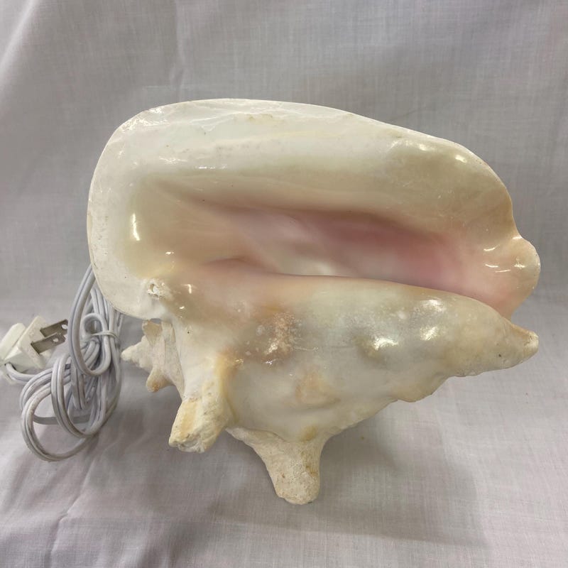 Conch Shell Lamp - Etsy
