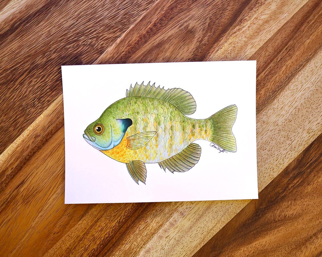 Bluegill - Watercolor Painting - Panfish - Sunfish - Fine Art Prints ...