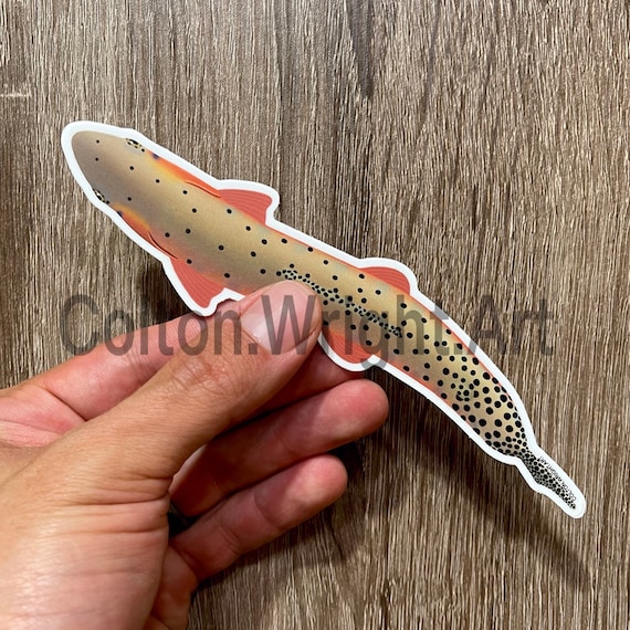 Cutthroat Trout Sticker Decal 6 Inch - Etsy