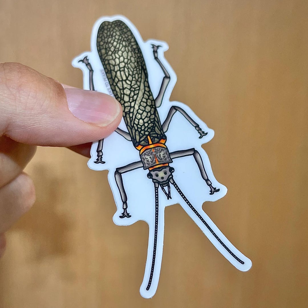 Salmonfly - Stonefly - Aquatic Insect - Entomology - Flyfishing ...