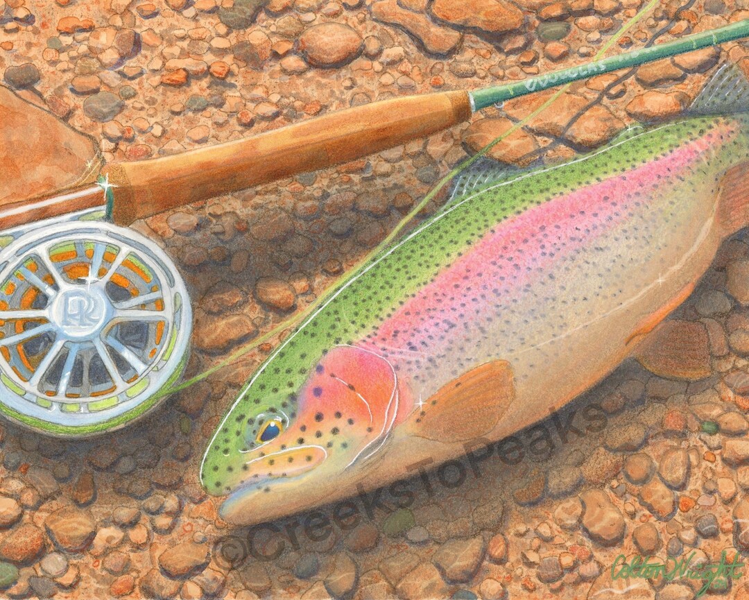 Trout Painting “riverbed Rainbow” - Fly Fishing - Fine Art Print 8x10 ...