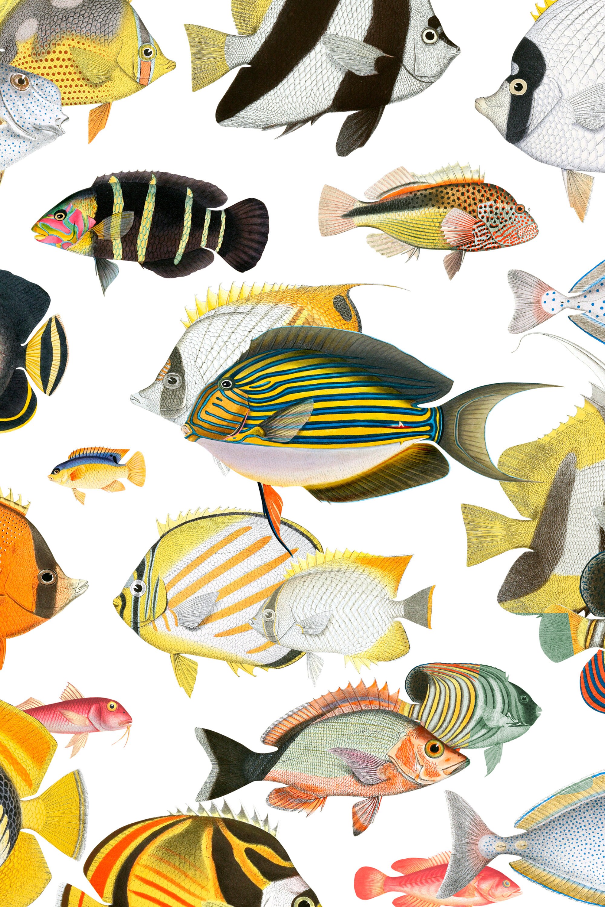 Fish Wallpaper From an Exotic Collection With Fish Motifs - Etsy
