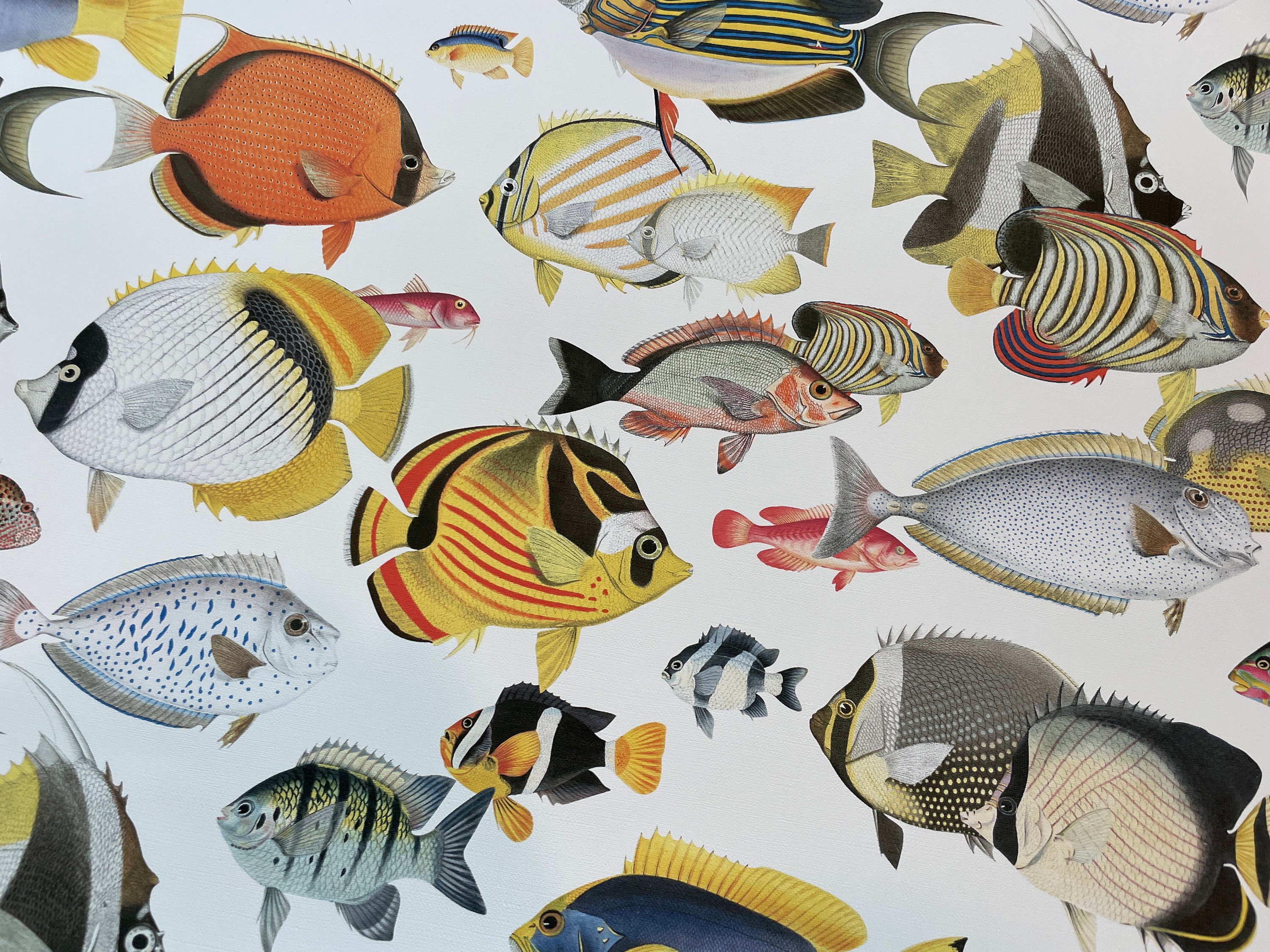 Fish Wallpaper From an Exotic Collection With Fish Motifs - Etsy