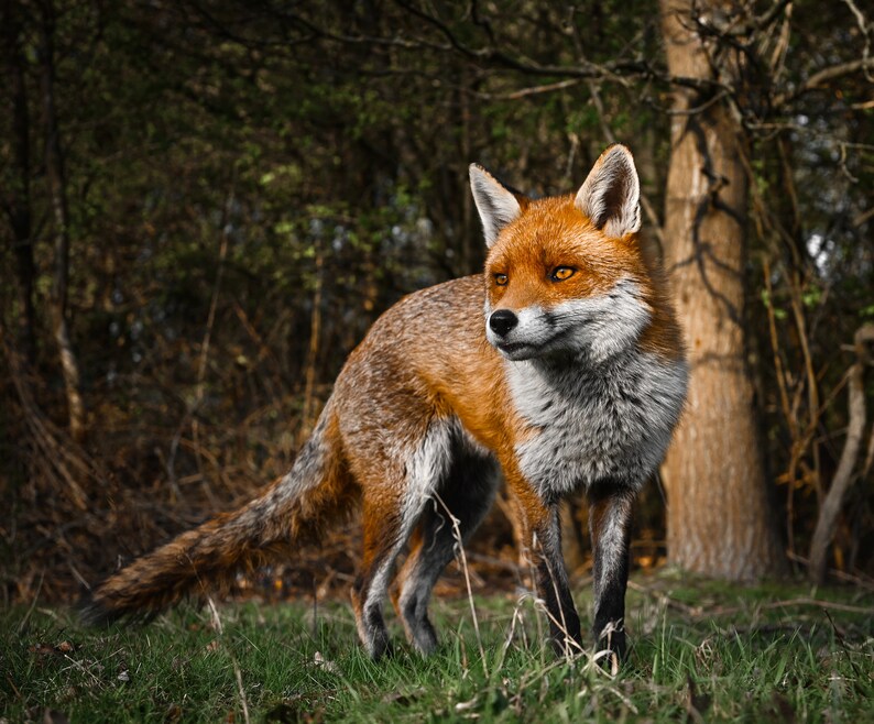 Fox Habitat Print - Etsy