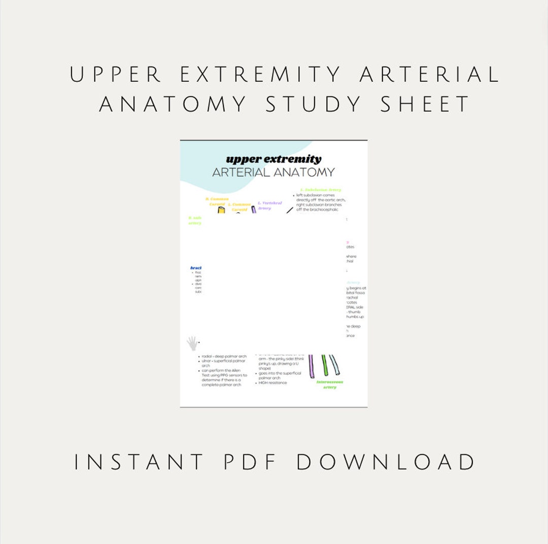 Upper Extremity Arterial Anatomy Study Sheet | Vascular Sonography ...