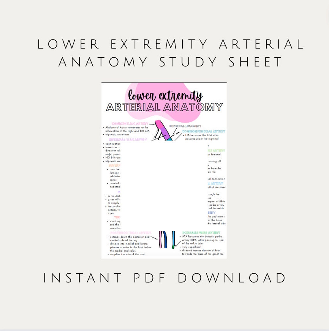 Lower Extremity Arterial Anatomy Study Sheet | Vascular Sonography ...