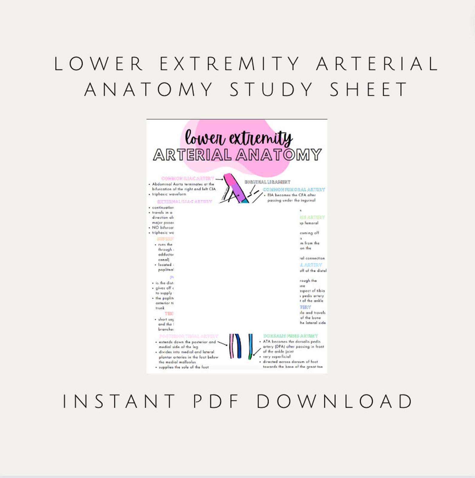 Lower Extremity Arterial Anatomy Study Sheet | Vascular Sonography ...