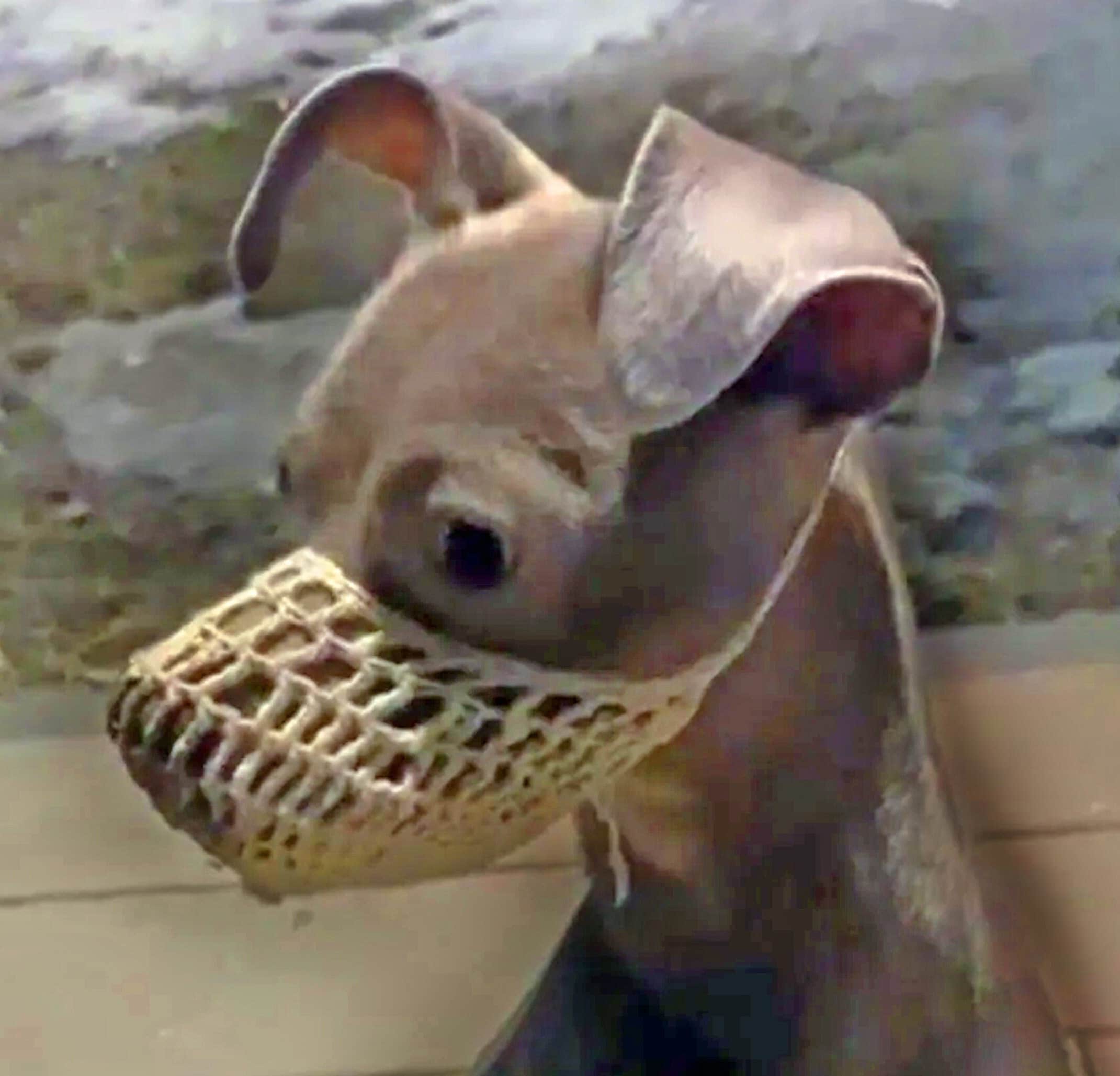 Smuzzle: A Soft Muzzle That Lets Your Dog/ Cat Smile Pet Muzzle Useful ...