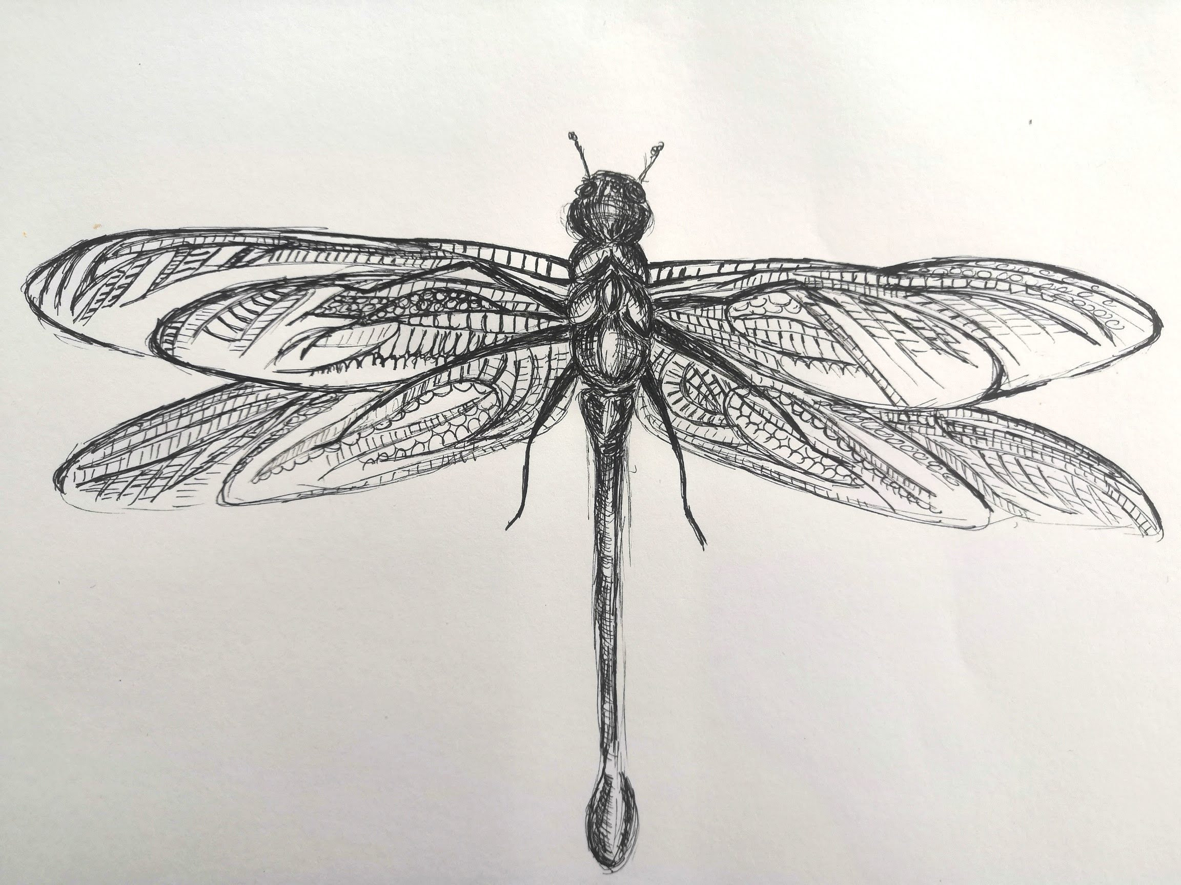 Insect Drawing