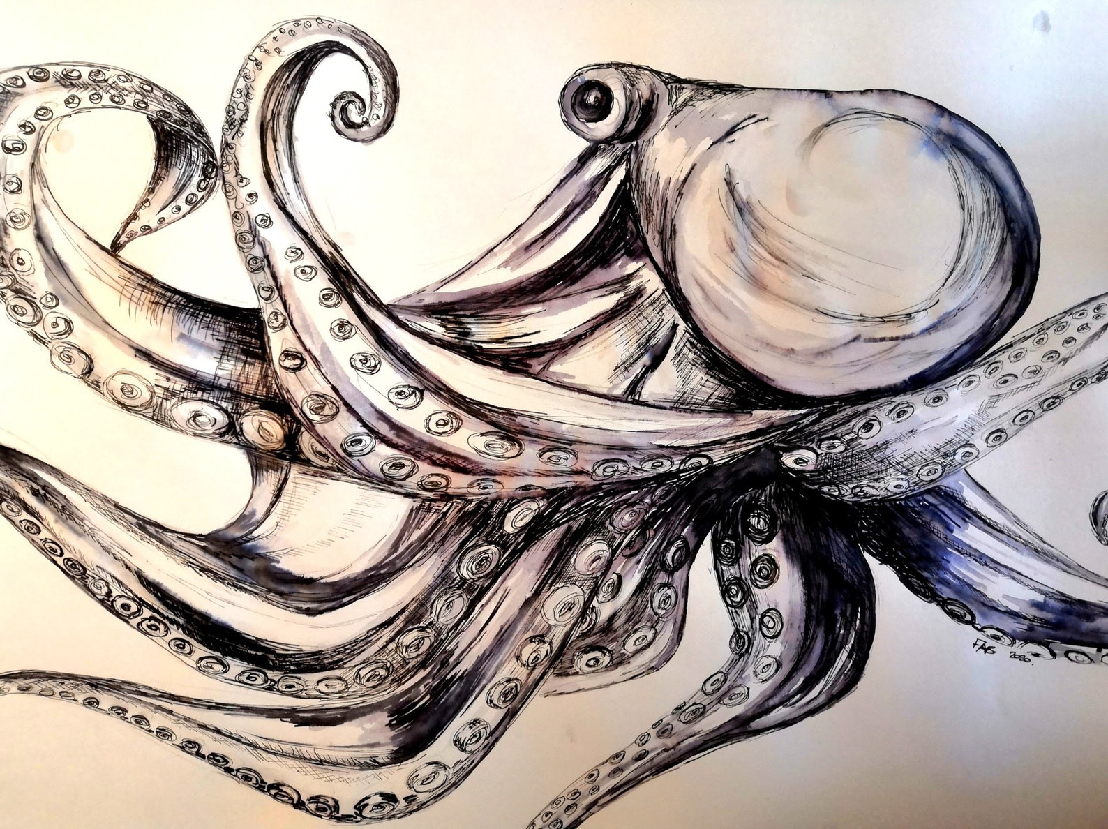 Octopus Pen and Ink Drawing - Etsy