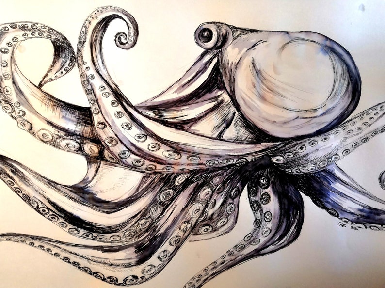 Octopus Pen and Ink Drawing | Etsy