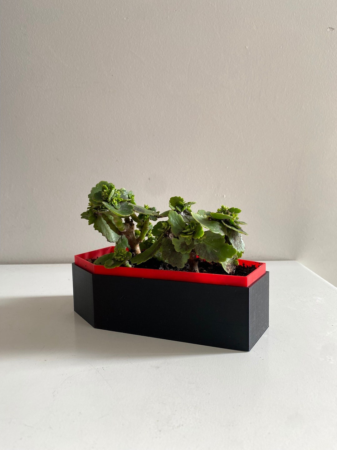 Coffin Succulent Planter, Gothic Decor Plant Pot, Coffin Drainage Tray ...